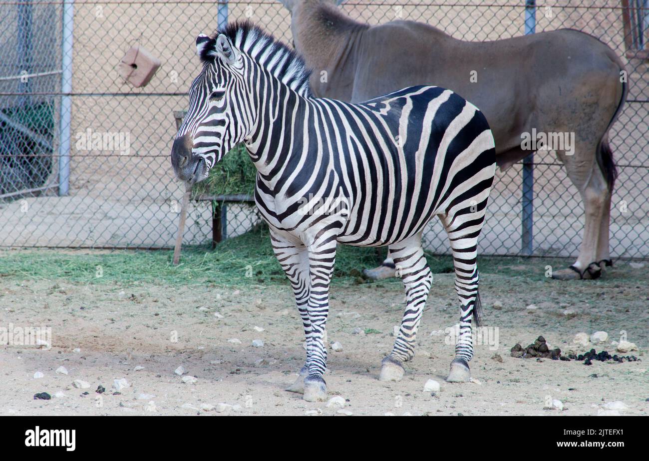the animal zebra in the zoo Stock Photo - Alamy