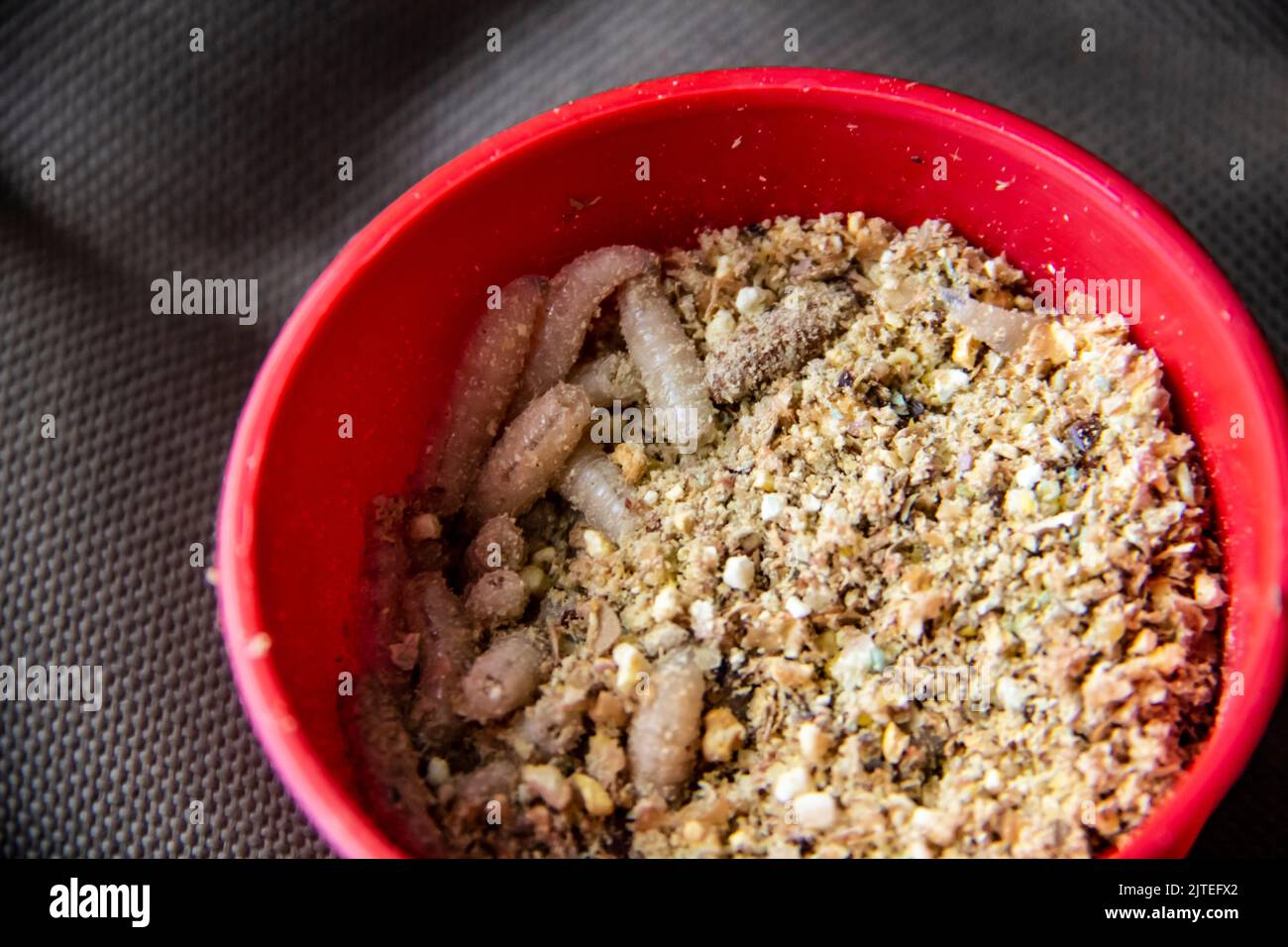 Live fly larvae in the red plastic plate as bait for catching fish. The ...