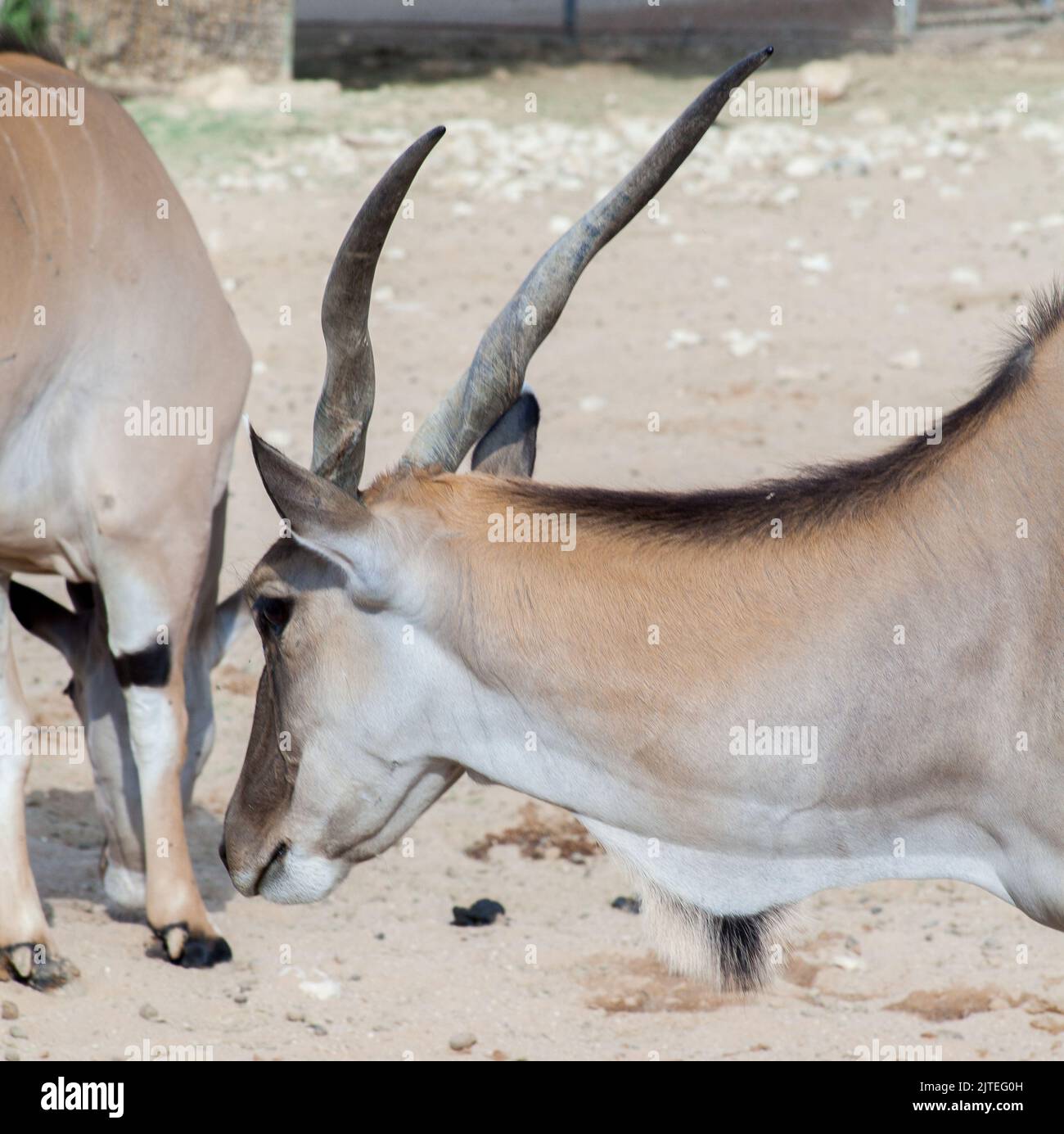 Animals eland hi-res stock photography and images - Alamy