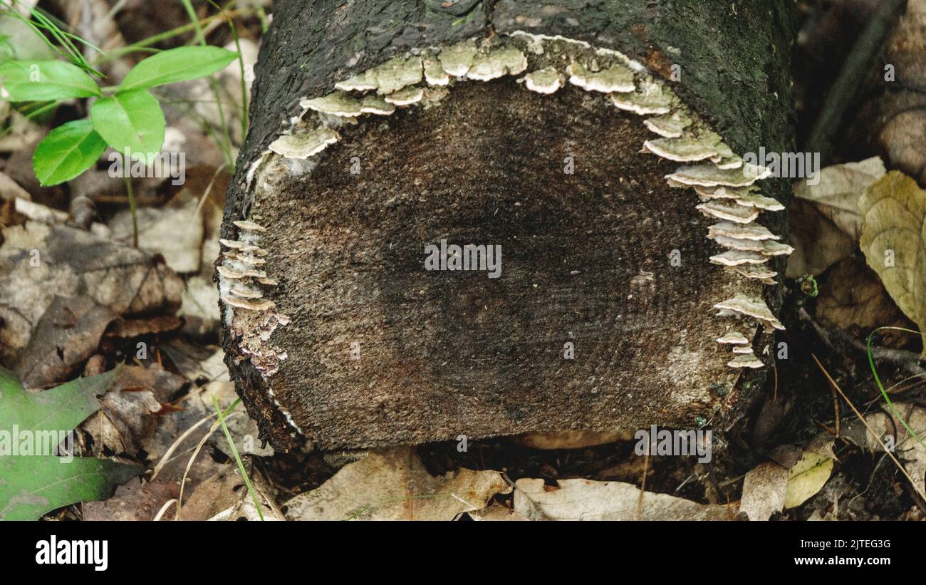A closeup shot of a cut tree with many fungi Stock Photo - Alamy
