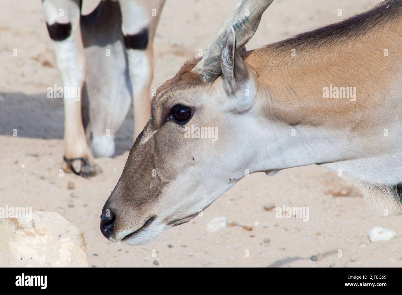 The common eland, also known as the southern eland or eland antelope ...