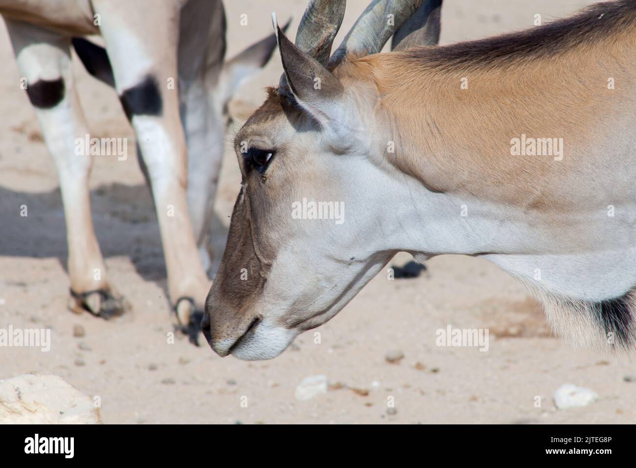 The common eland, also known as the southern eland or eland antelope ...