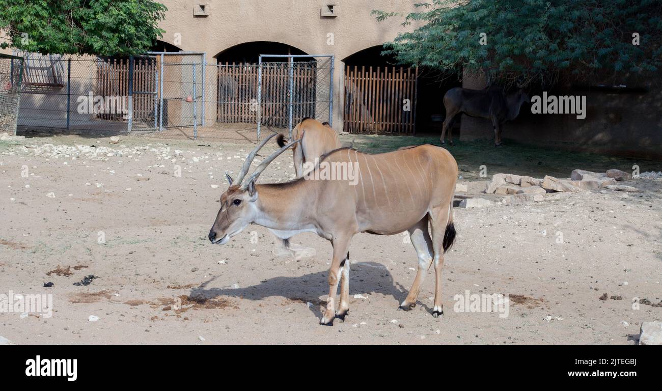 The common eland, also known as the southern eland or eland antelope ...