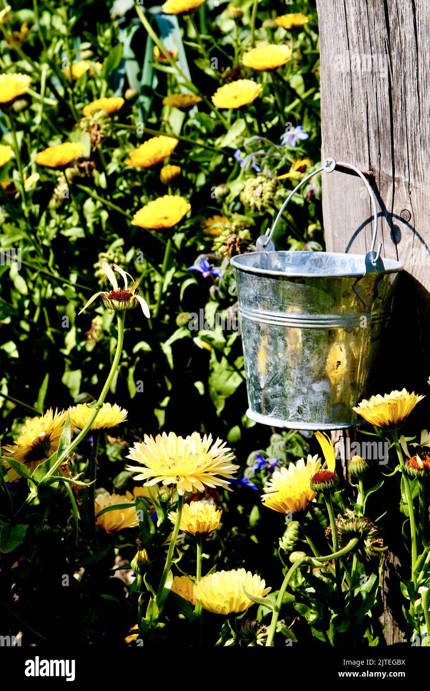 yellow daisy and metal bucket Stock Photo - Alamy