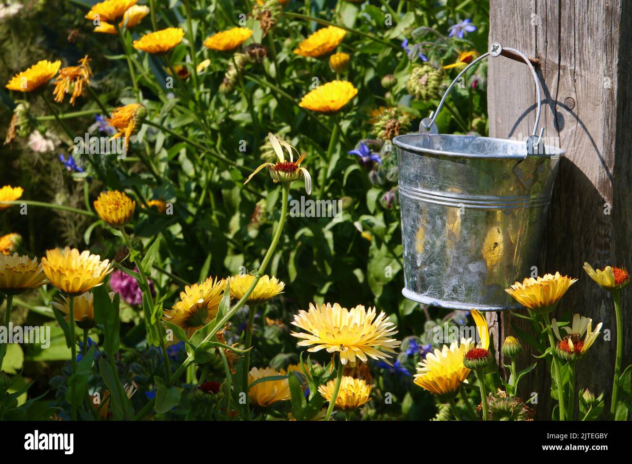 yellow flowers and bucket Stock Photo - Alamy