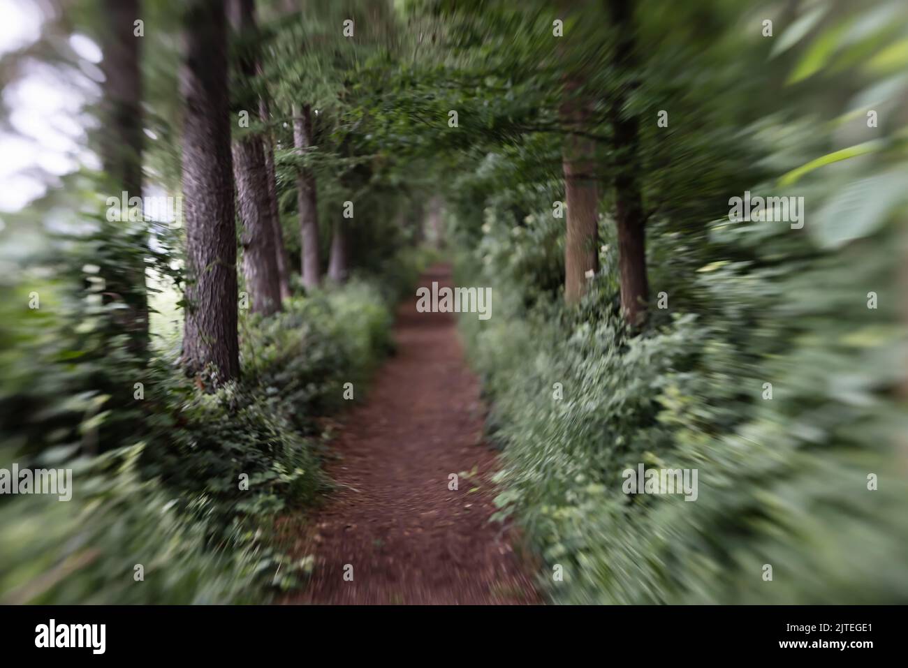 artistic blurred picture of a forest path Stock Photo - Alamy
