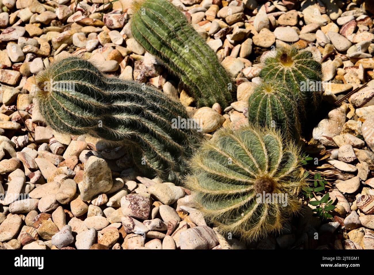 Big round cactus hi-res stock photography and images - Alamy