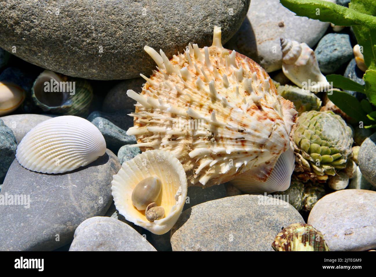 Pointy seashell hi-res stock photography and images - Alamy