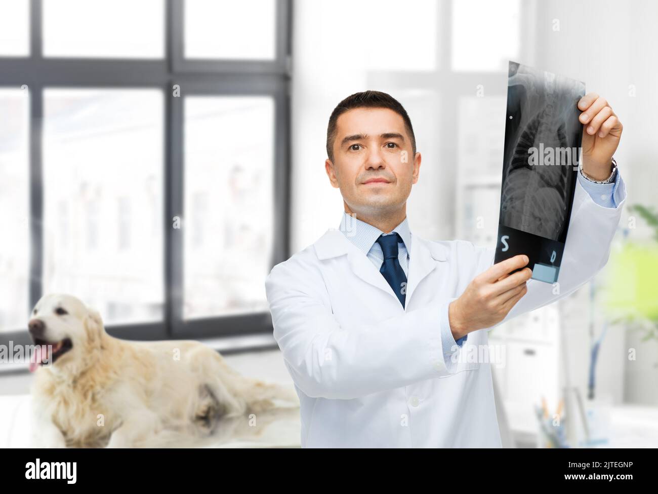 Male veterinarian and x ray hi-res stock photography and images - Alamy