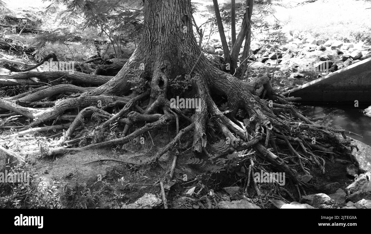 Dry sunny Black and White Stock Photos & Images - Alamy