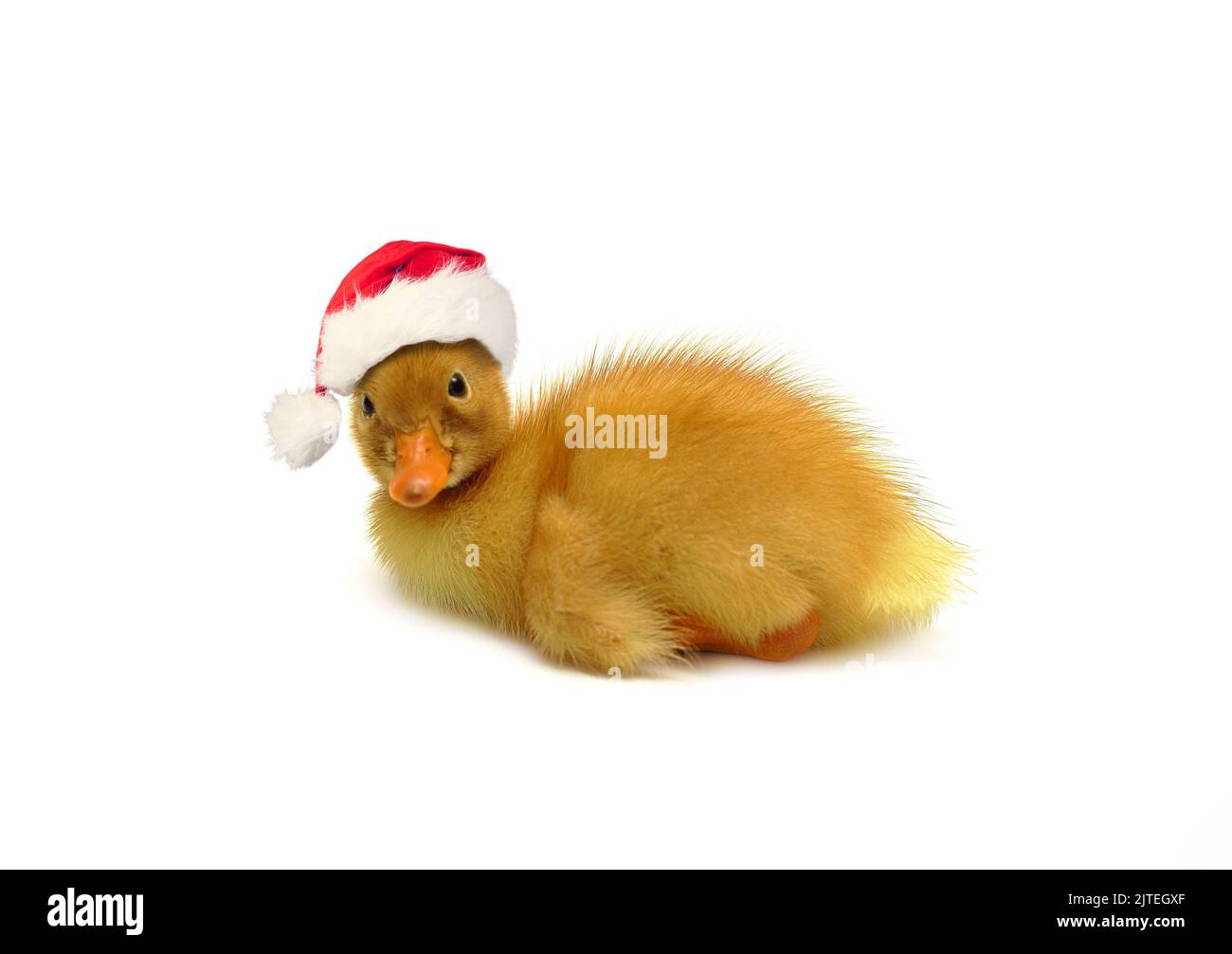 Cute yellow small duckling wearing red Santa hat isolated, Christmas ...