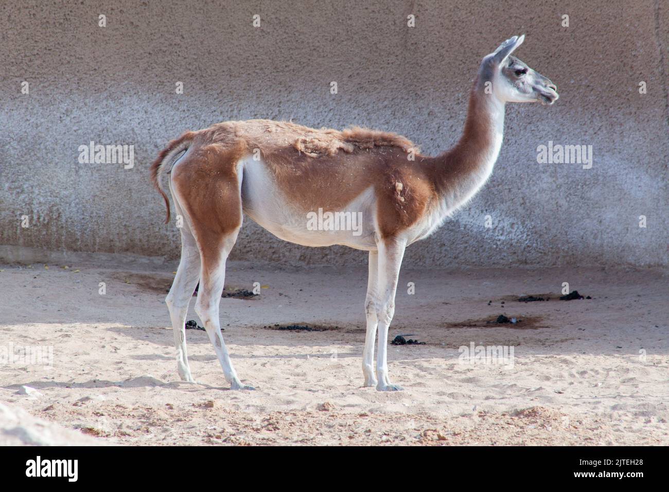 Riyadh camel hi-res stock photography and images - Alamy