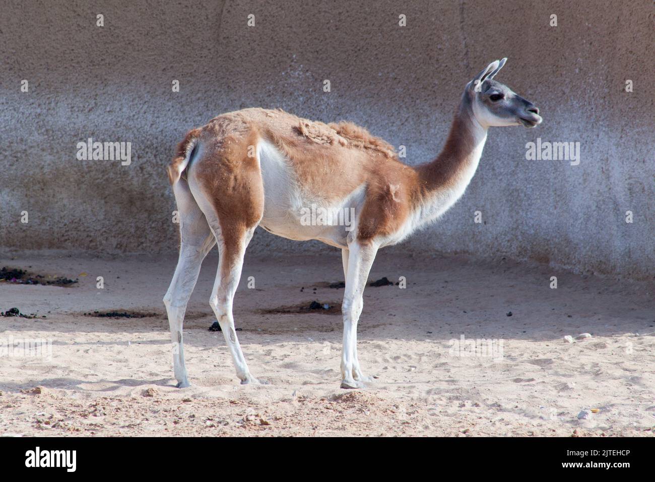 Riyadh zoo in saudi arabia hi-res stock photography and images - Alamy