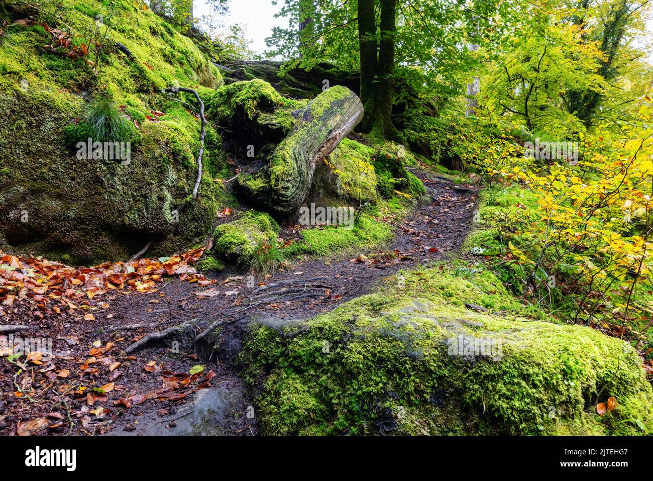 rocks overgrown with moss in Little Switzerland, Luxembourg Stock Photo ...