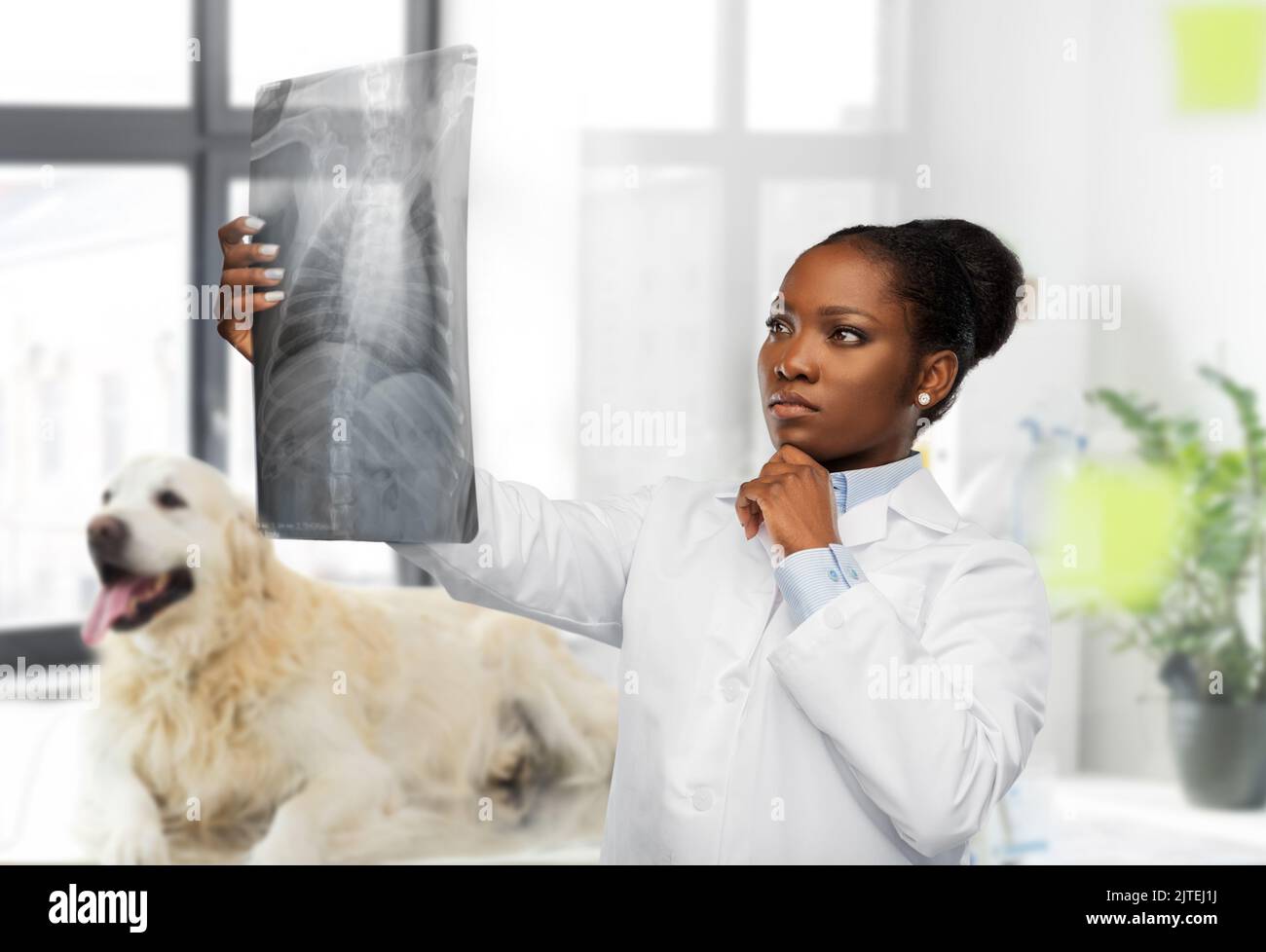 veterinarian with animal's x-ray at vet clinic Stock Photo - Alamy