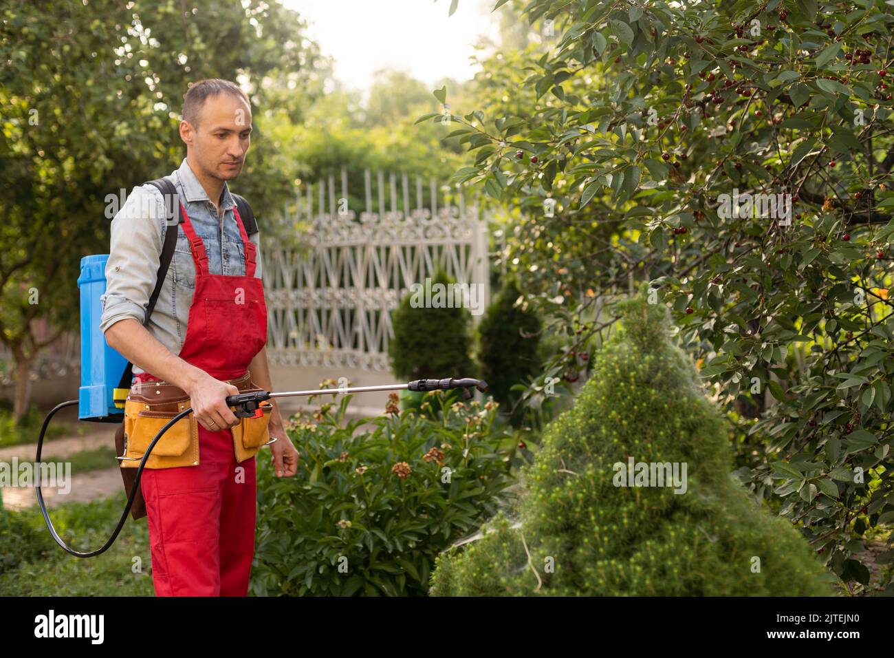 Gardener applying insecticide fertilizer to his thuja using a sprayer ...