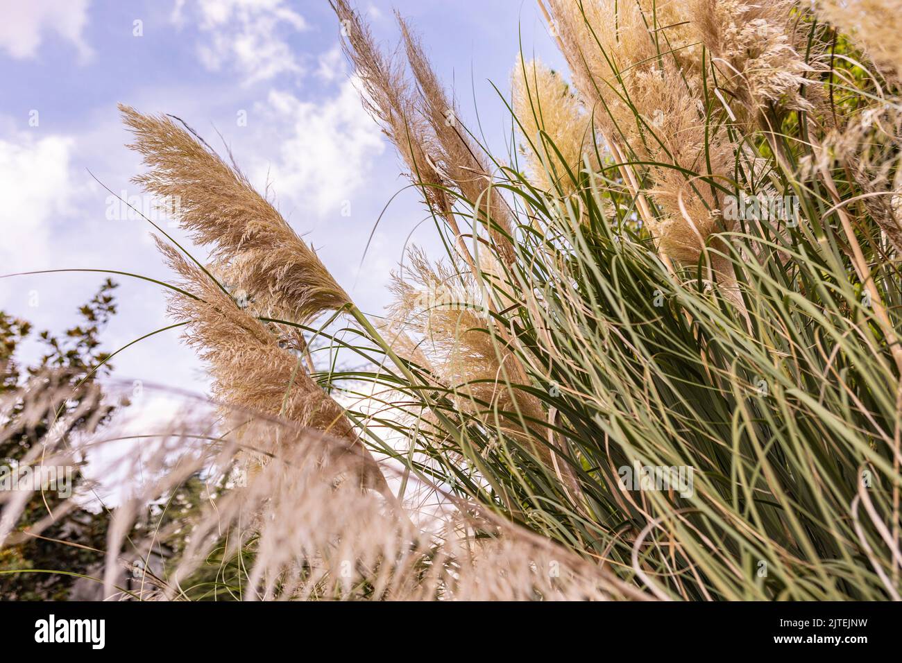 Pampas Grass Blowing In The Wind Pampas Grass In The Sky Abstract Natural Background Of Soft