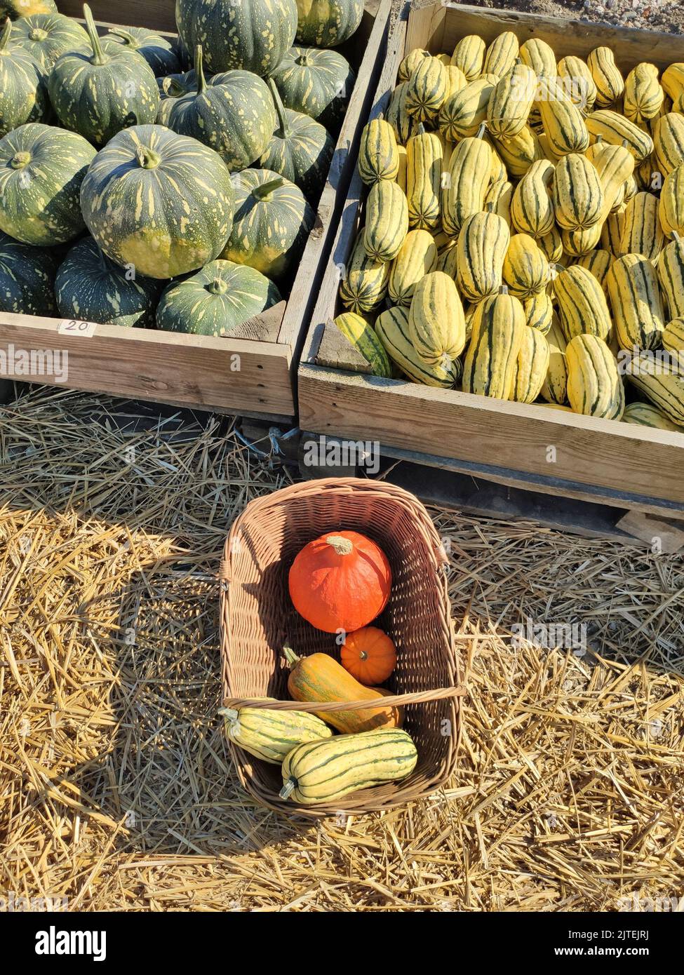 Pumpkin shop at pumpkin patch. Colorful pumpkins varieties in basket ...