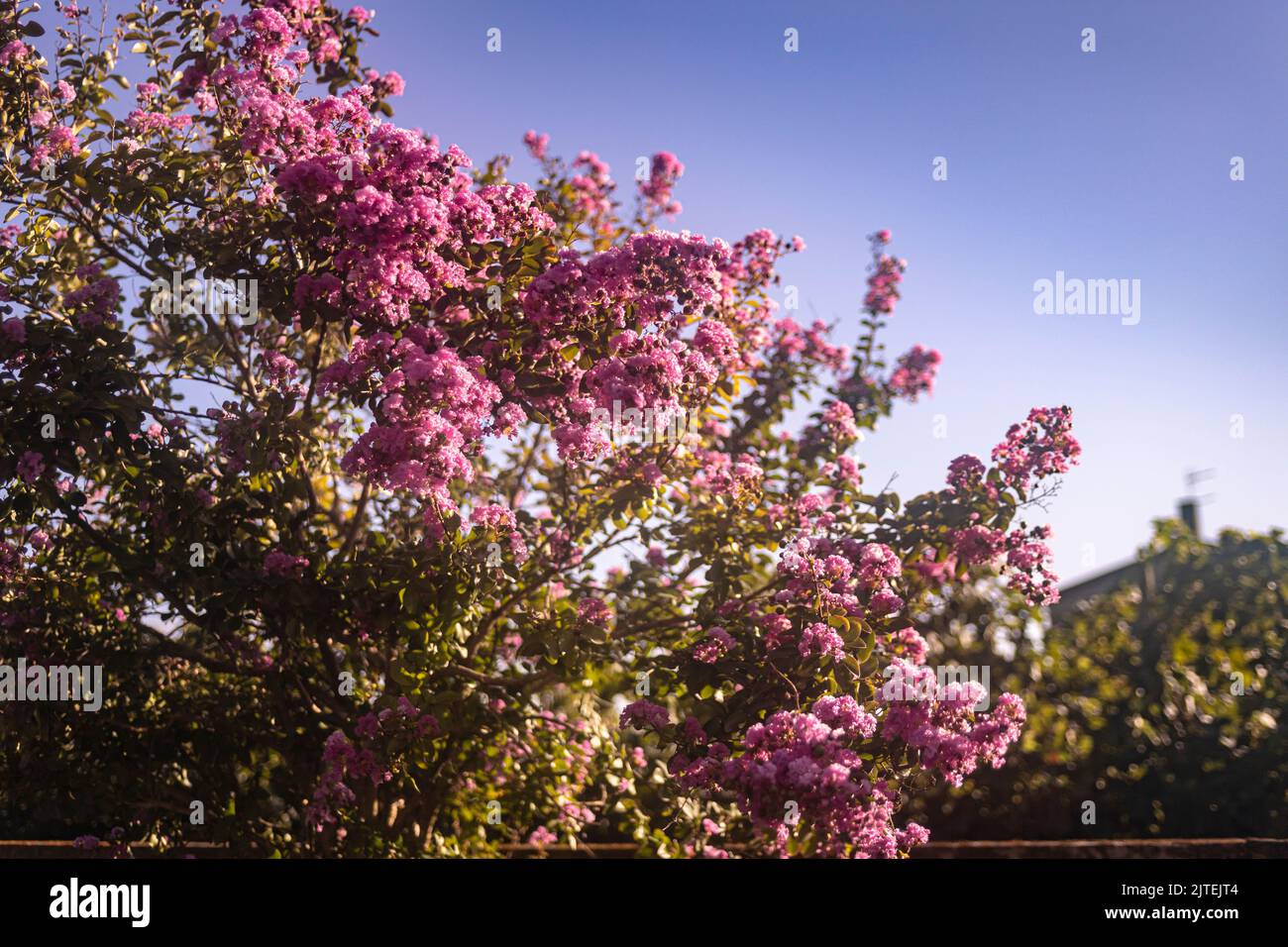Lagerstroemia speciosa tree flowering in summer - Lagerstroemia ...