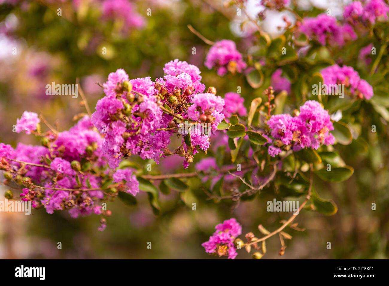 Lagerstroemia speciosa tree flowering in summer - Lagerstroemia ...