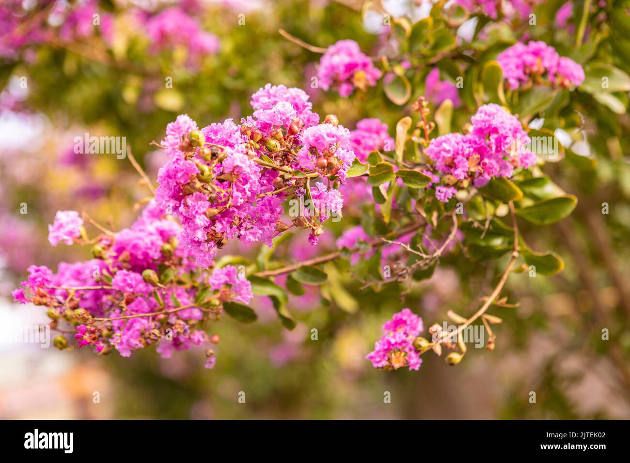 Lagerstroemia speciosa tree flowering in summer - Lagerstroemia ...