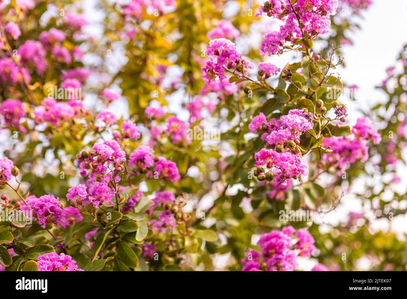 Lagerstroemia speciosa tree flowering in summer - Lagerstroemia ...