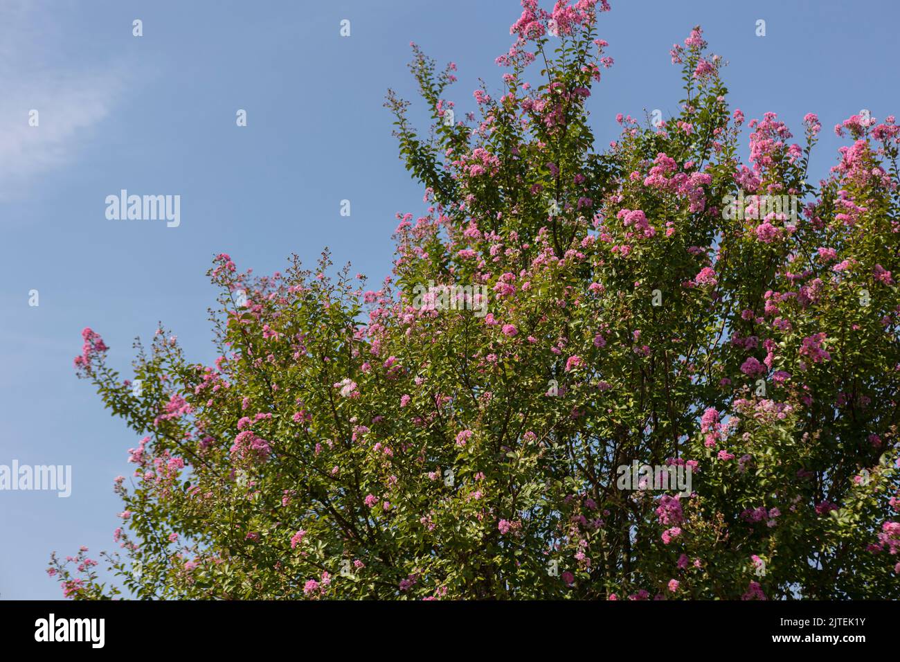 Lagerstroemia speciosa tree flowering in summer - Lagerstroemia ...