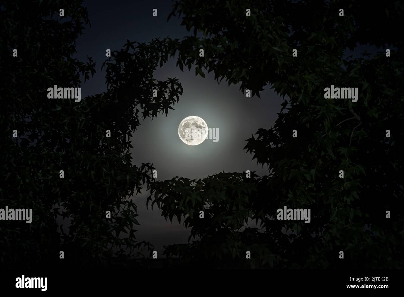 Night sky and full moon image with leaves and foliage frame. Night moon ...