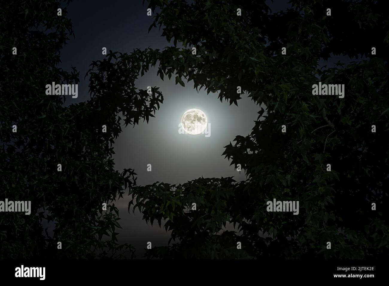 Night sky and full moon image with leaves and foliage frame. Night moon ...