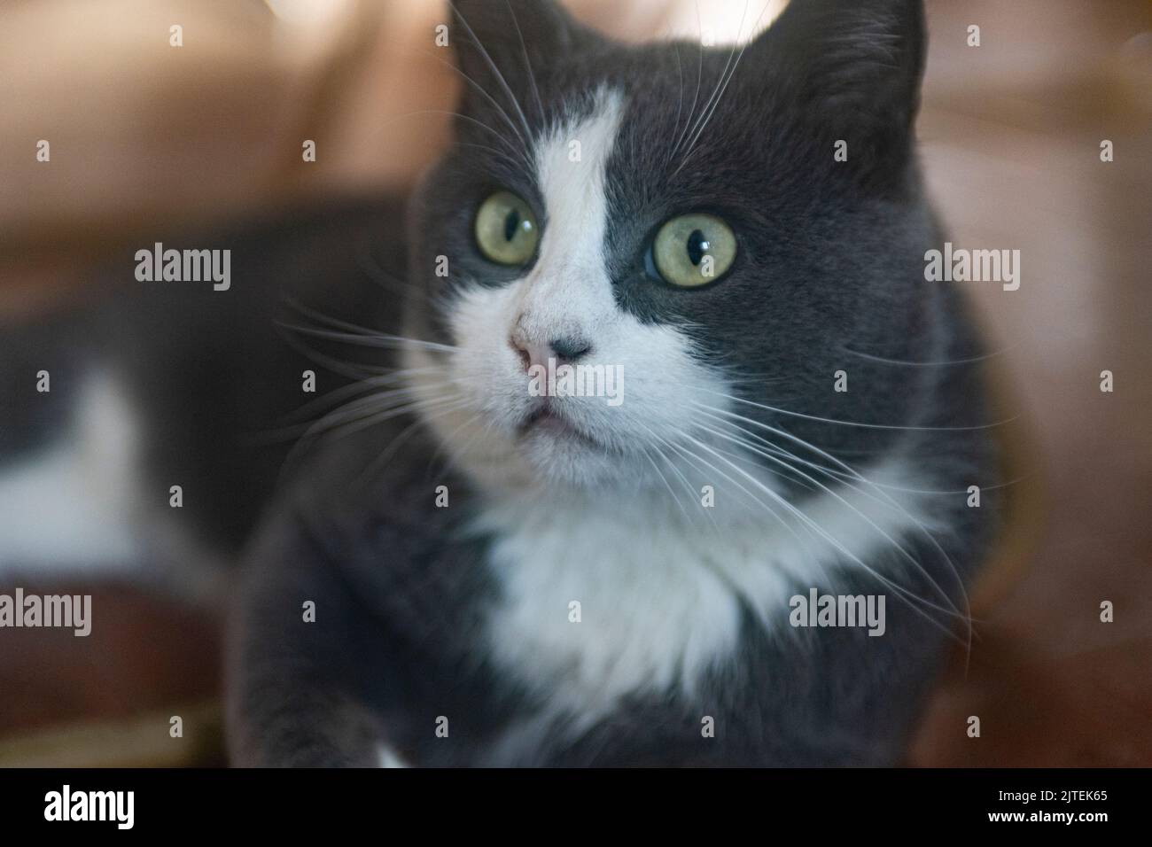 Domestic cat at home playful and cute Stock Photo - Alamy