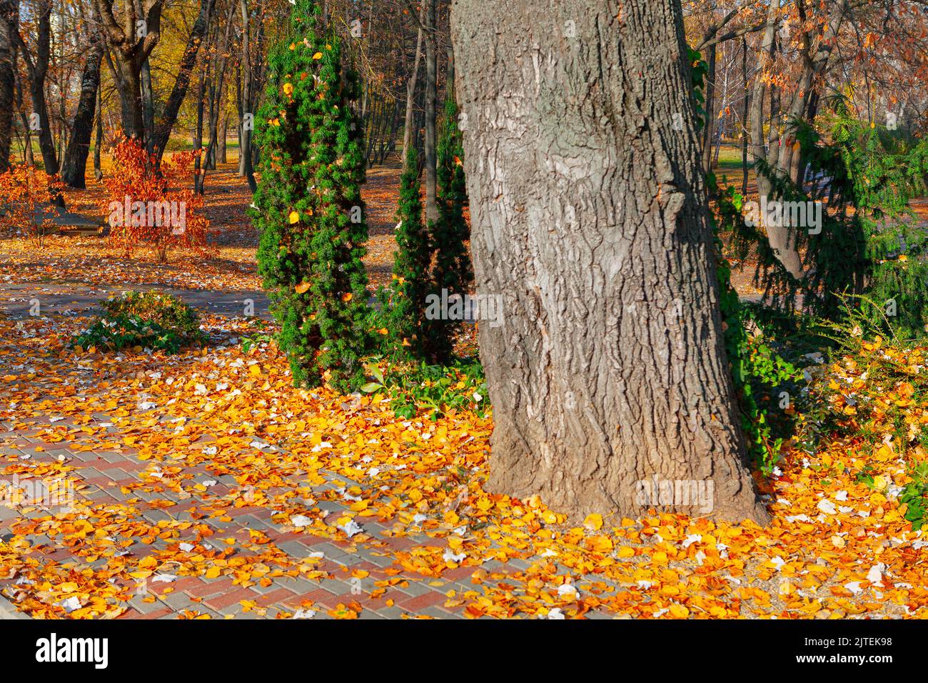 Tree trunk in autumn . Park in the fall . Pavement covered by yellow ...