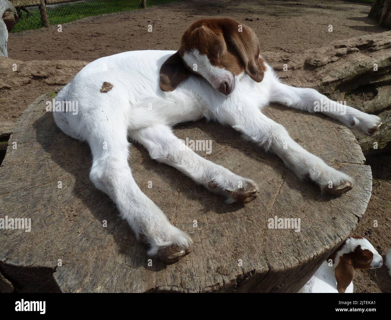 Goat farm australia hi-res stock photography and images - Alamy