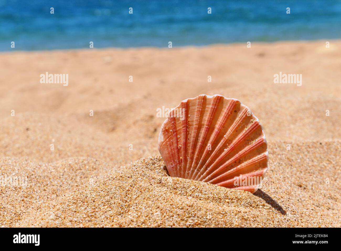 Sea shell in sand at the beach in Algarve, Portugal. Summer vacation ...