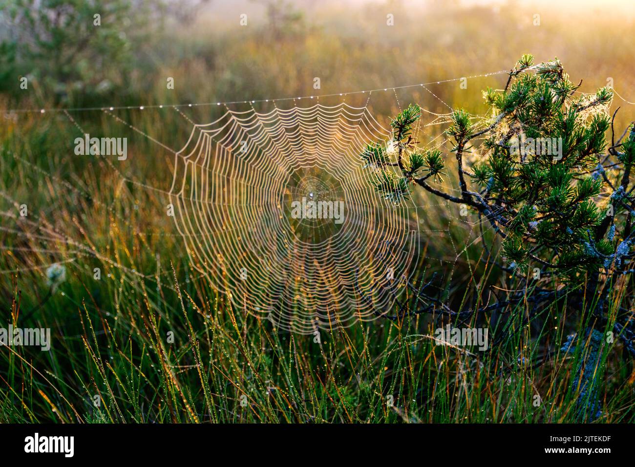 spider web against sunrise in swamp with fog, spider web trap, spider ...