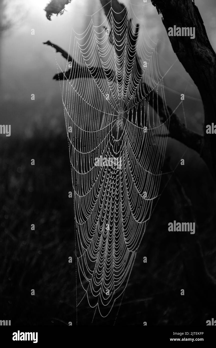 black and white photo of spider web against sunrise in swamp with fog ...