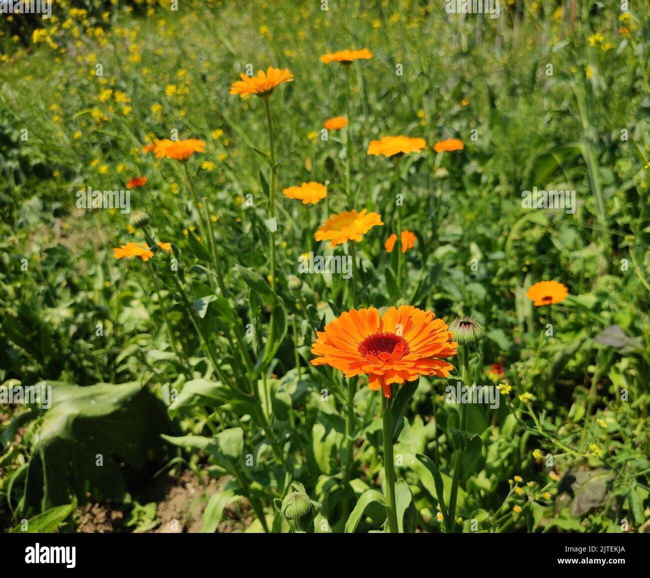 Orange Calendula flowers growing in the garden Stock Photo - Alamy
