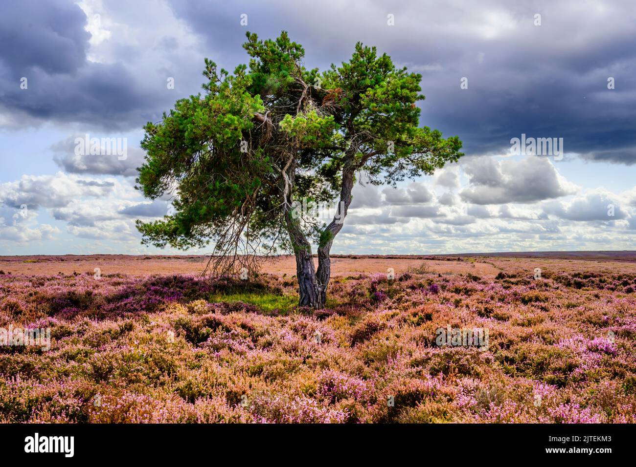 Growning plants hi-res stock photography and images - Alamy
