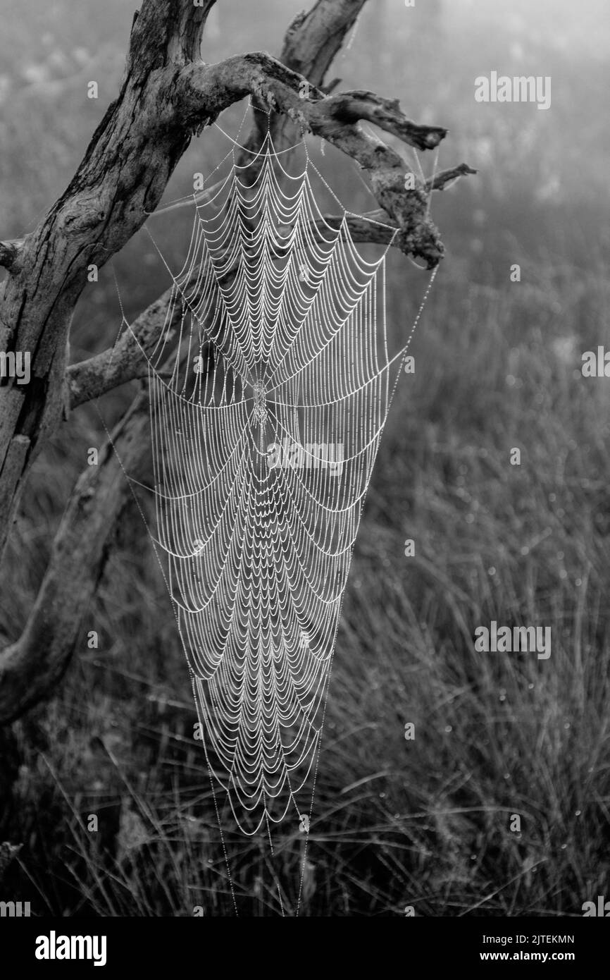 black and white photo of spider web against sunrise in swamp with fog ...