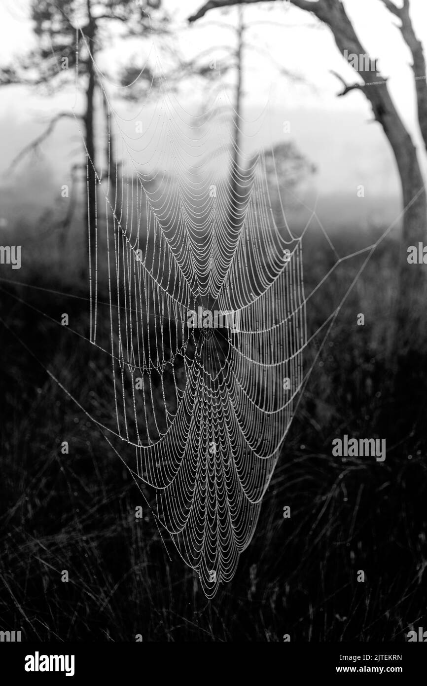 black and white photo of spider web against sunrise in swamp with fog ...