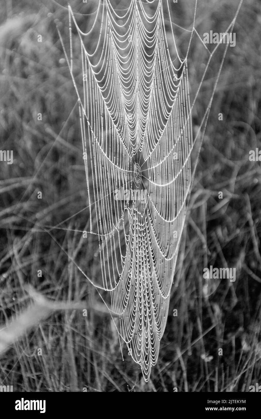 black and white photo of spider web against sunrise in swamp with fog ...