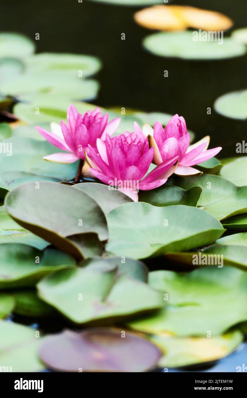 Water lily lotus flower in pond green leaves Stock Photo - Alamy