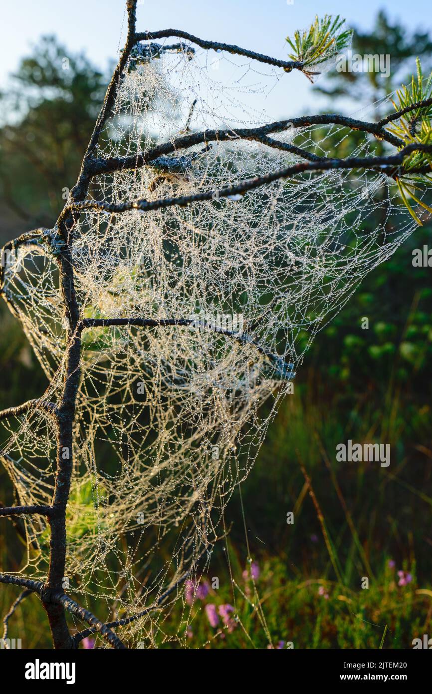 spider web against sunrise in swamp with fog, spider web trap, spider ...