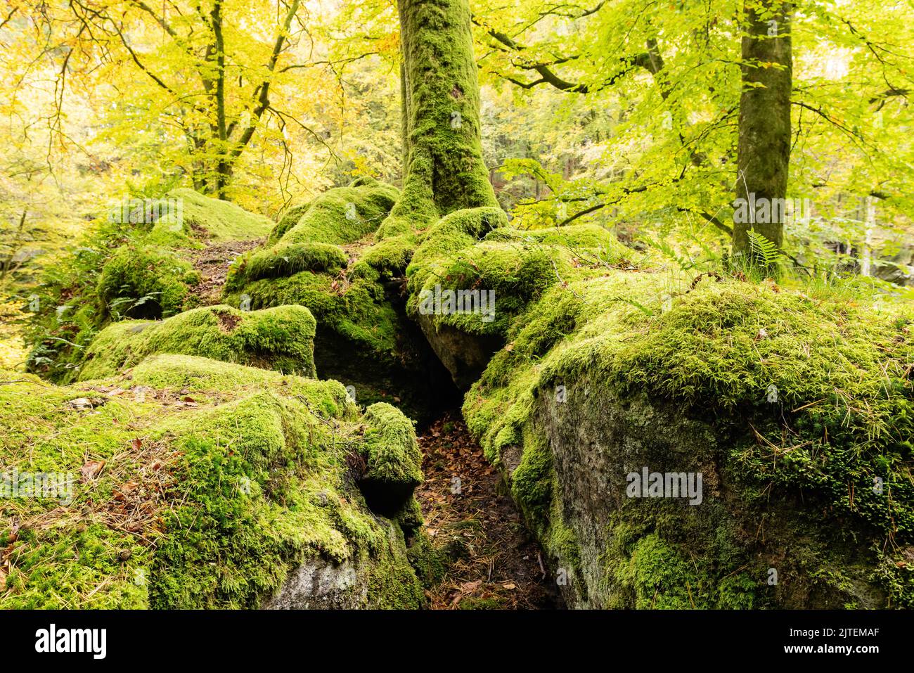 rocks overgrown with moss in Little Switzerland, Luxembourg Stock Photo ...