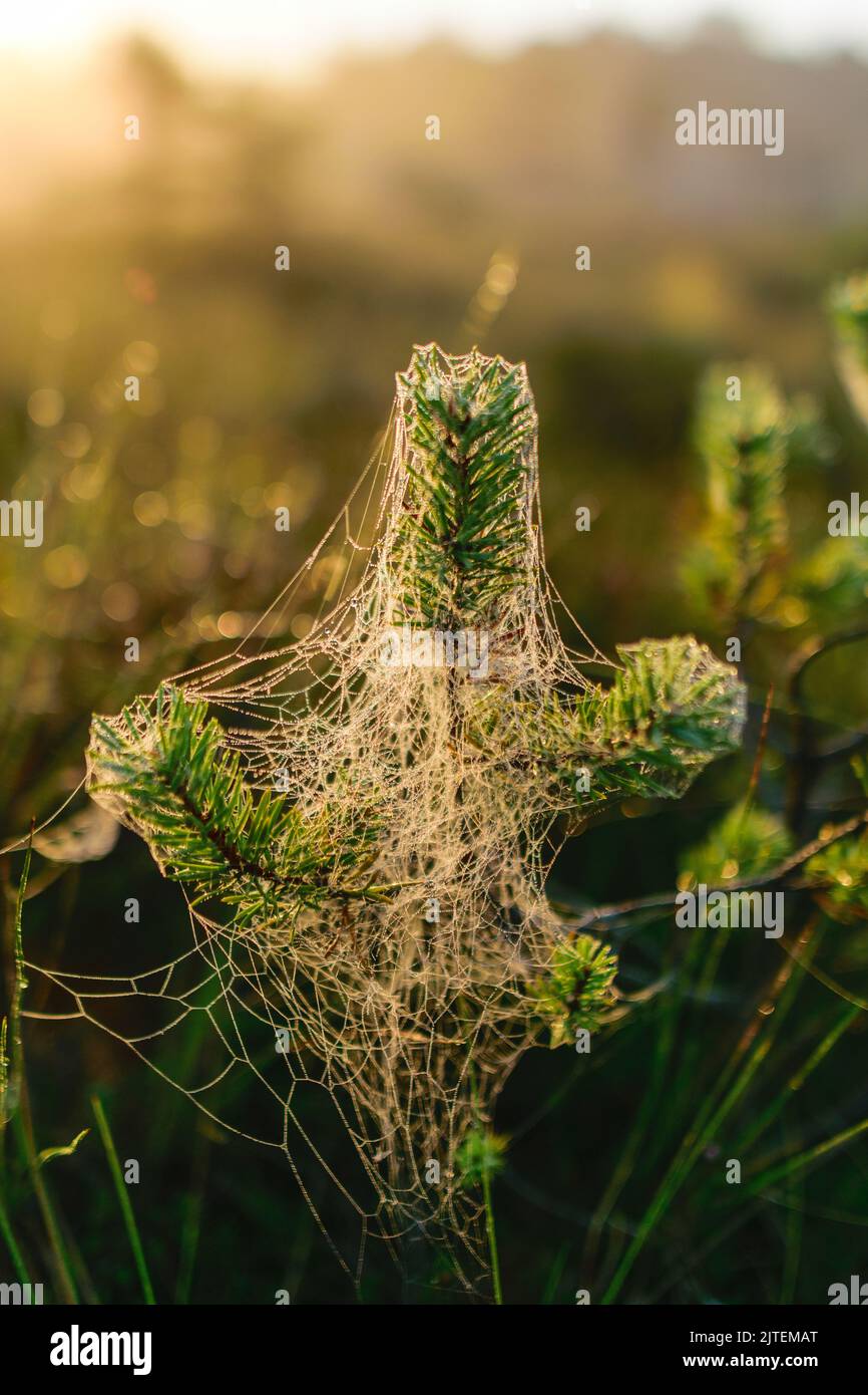 spider web against sunrise in swamp with fog, spider web trap, spider ...