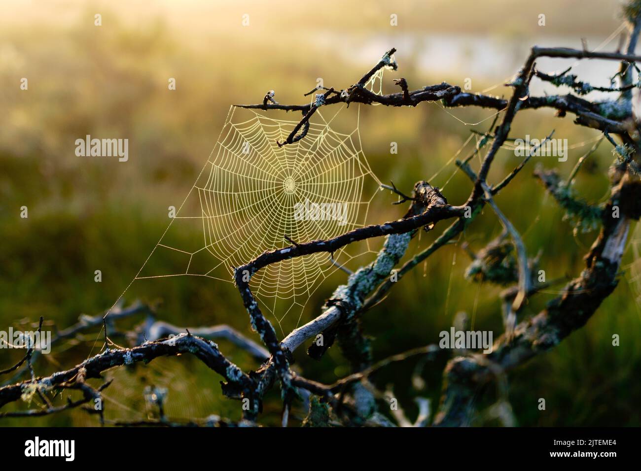 spider web against sunrise in swamp with fog, spider web trap, spider ...