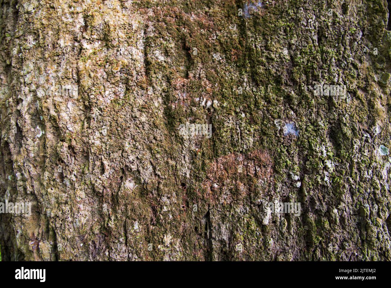 The textured background of old Big tree bark Stock Photo - Alamy