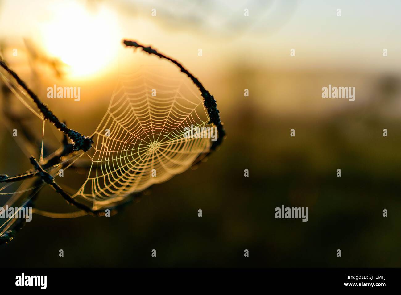 spider web against sunrise in swamp with fog, spider web trap, spider ...