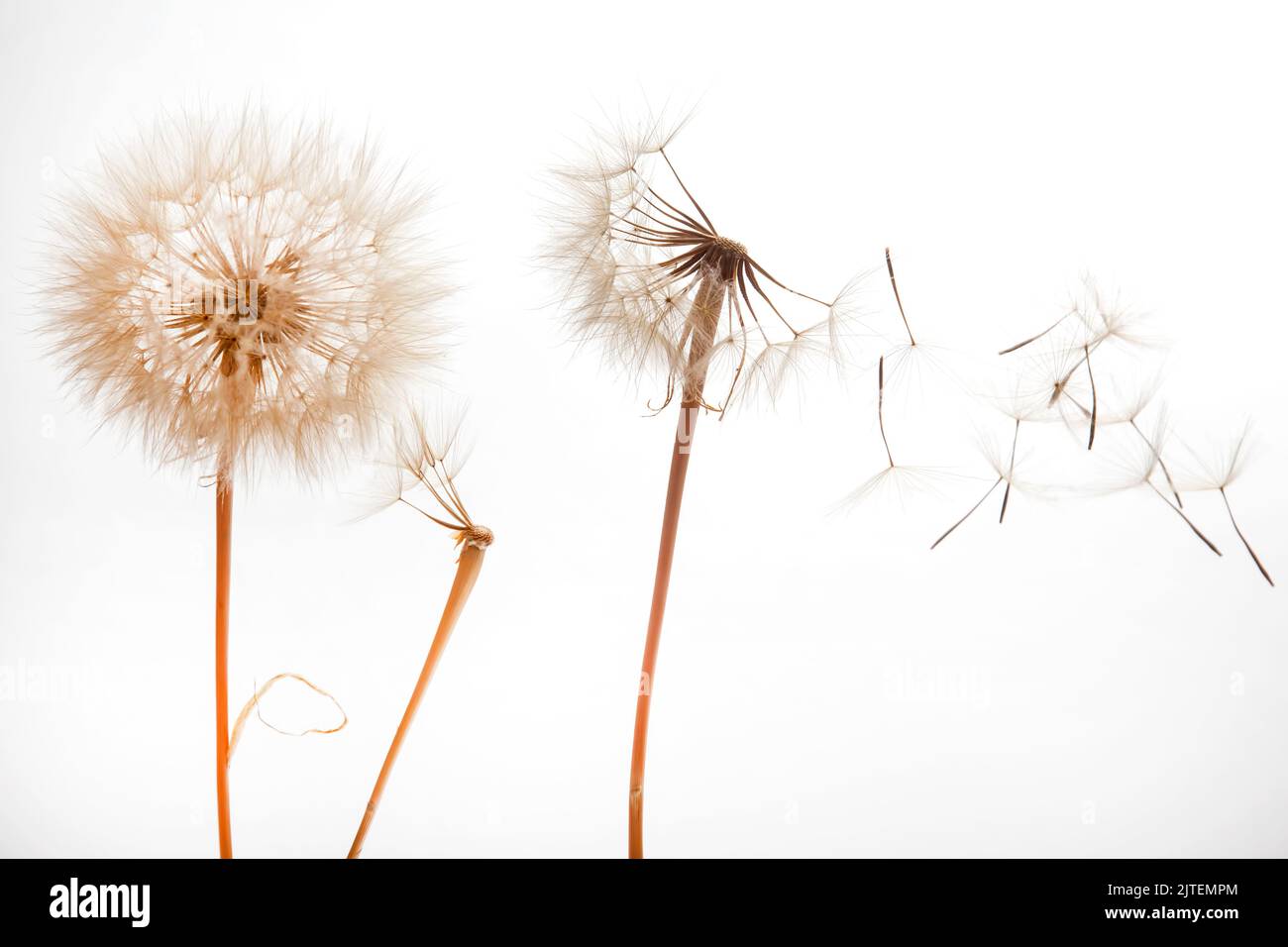 dandelion seeds fly from a flower on a light background. botany and ...