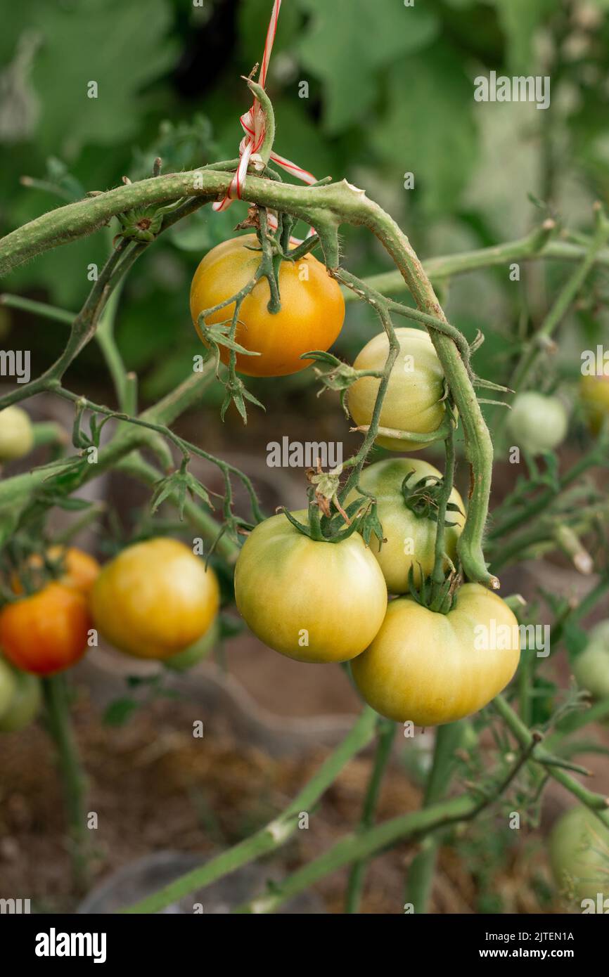 Green tomatoes ripen on bush hi-res stock photography and images - Alamy