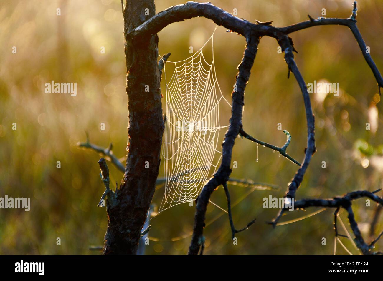 spider web against sunrise in swamp with fog, spider web trap, spider ...